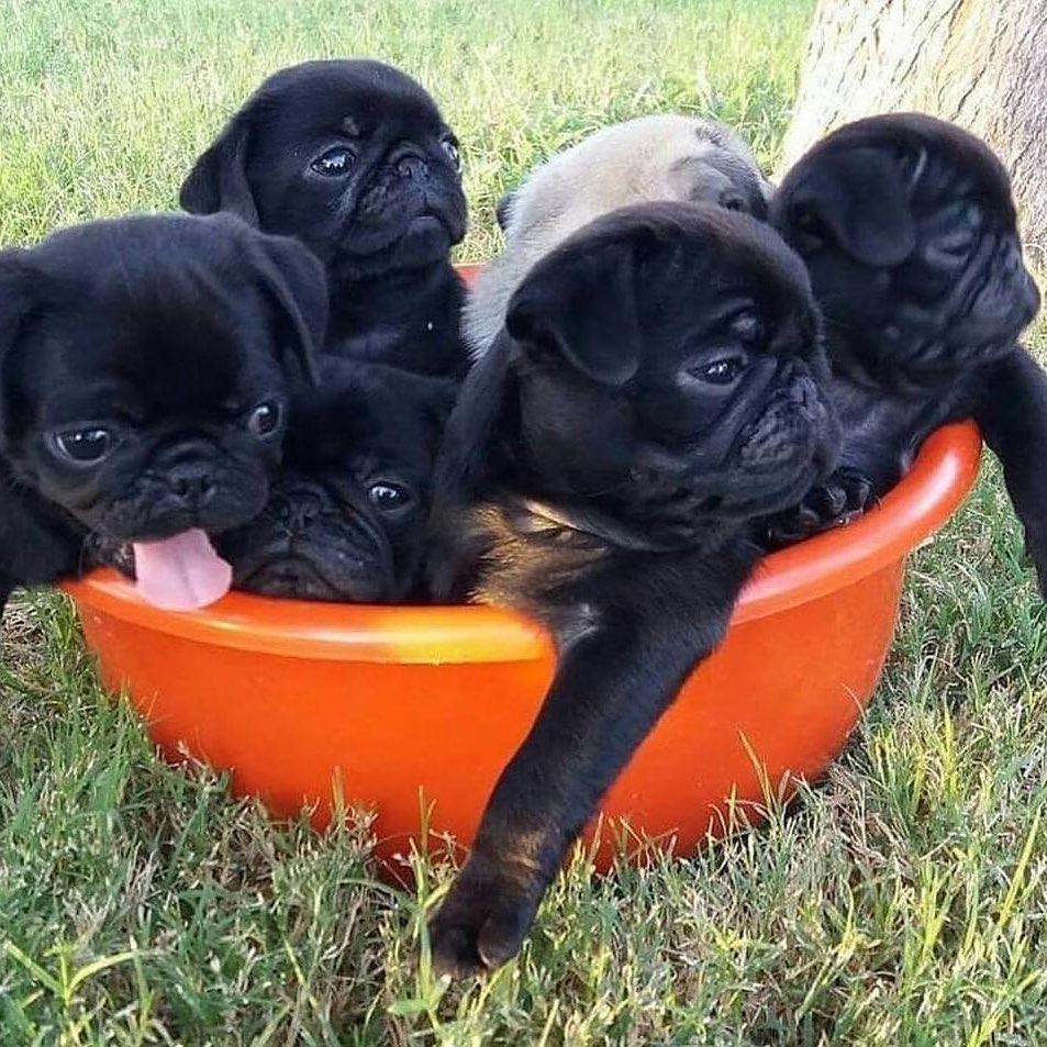 Pug Paw Spot – Pug puppies for sale