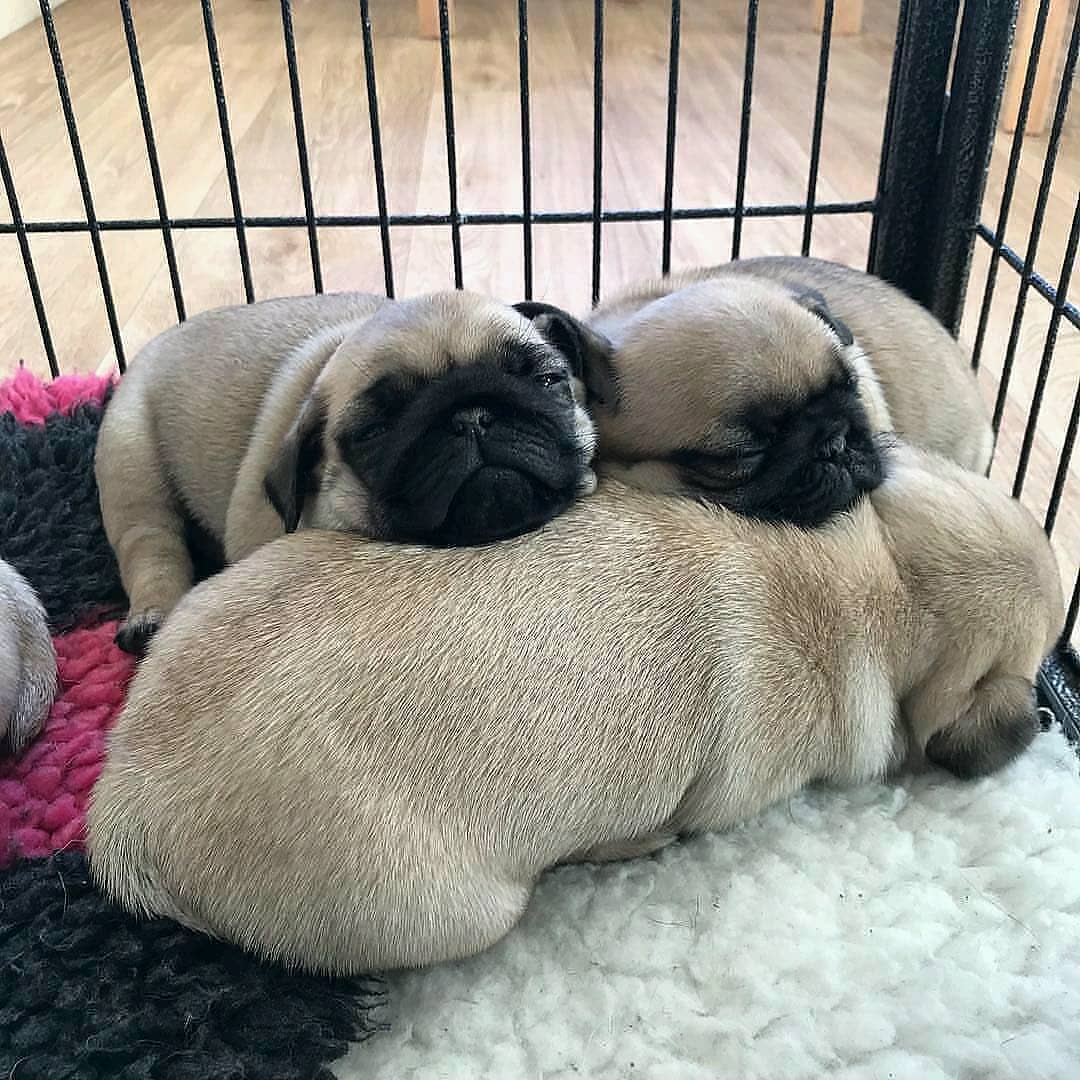 Pug Paw Spot – Pug puppies for sale